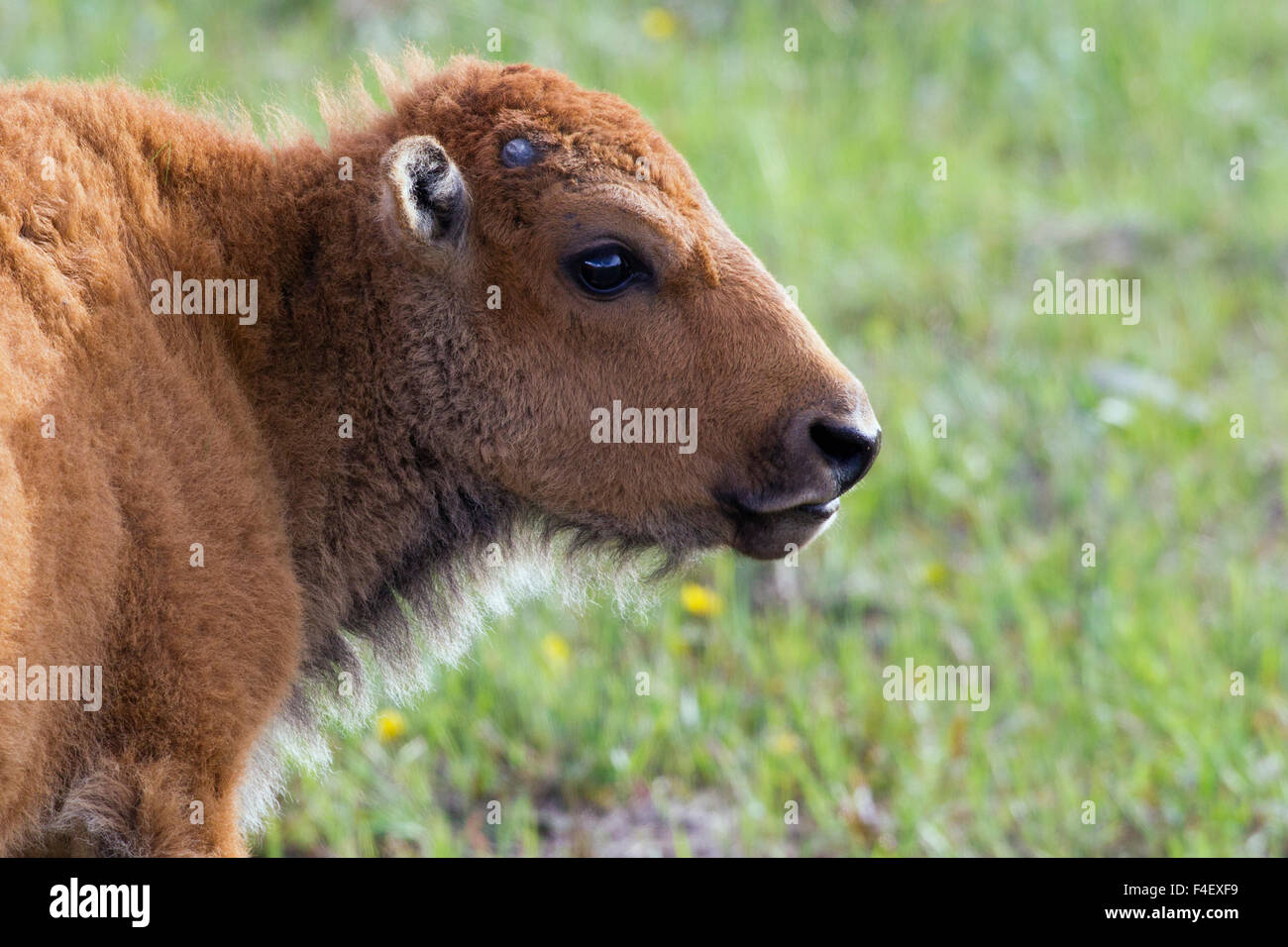 Red dog bison hi-res stock photography and images - Alamy