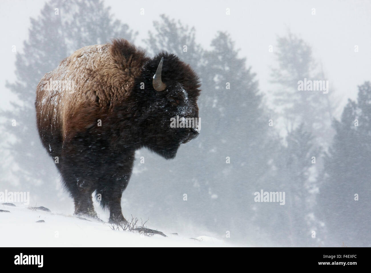 Bison Bull, winter storm Stock Photo - Alamy