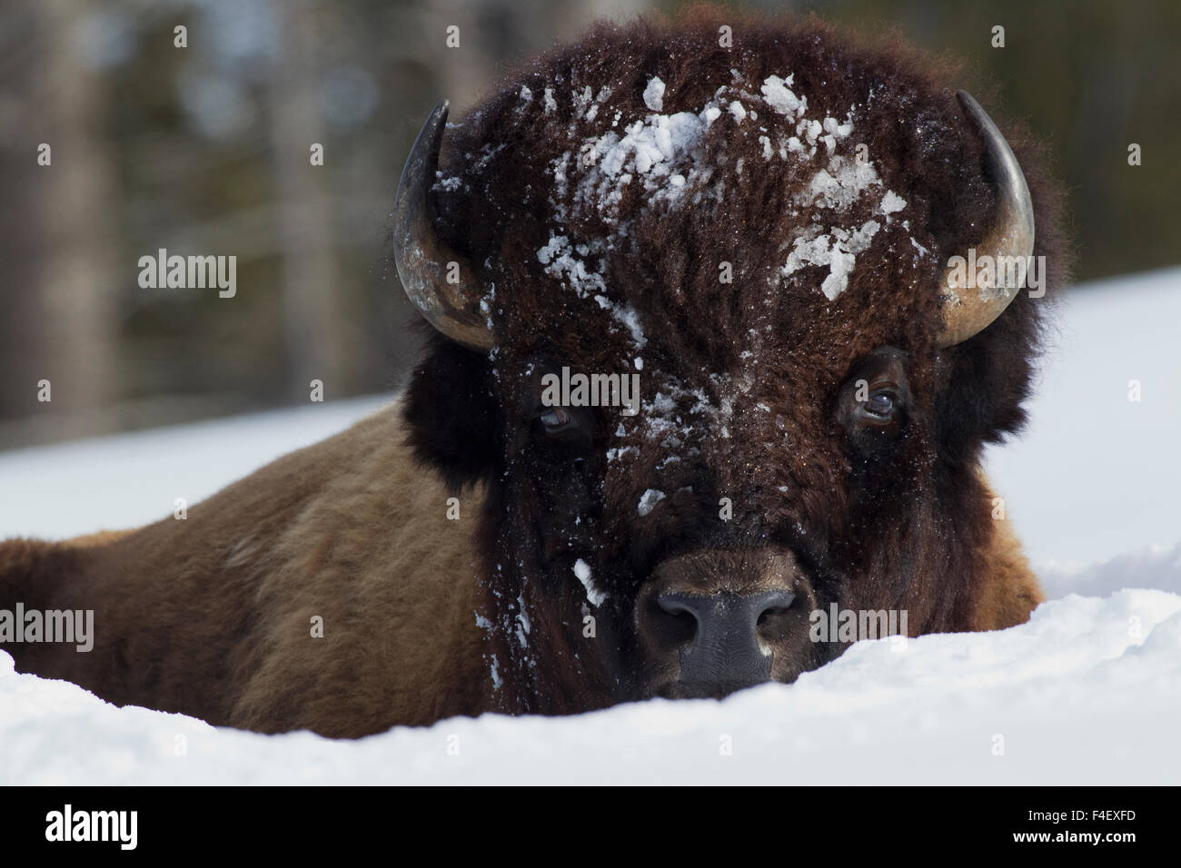 Bison Bull, winter Stock Photo - Alamy