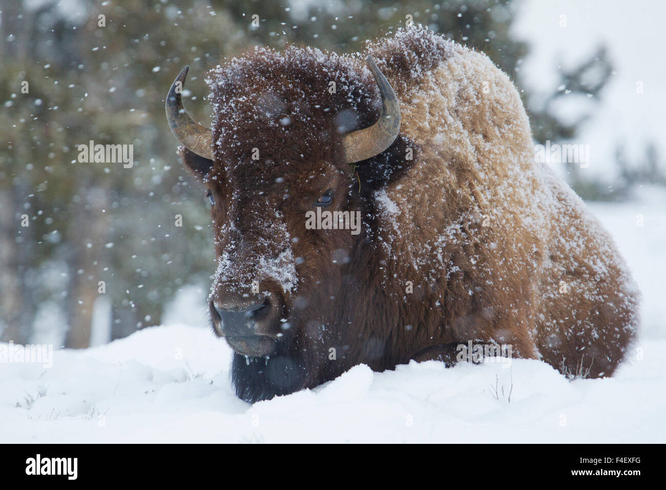 Bison Bull, winter storm Stock Photo - Alamy