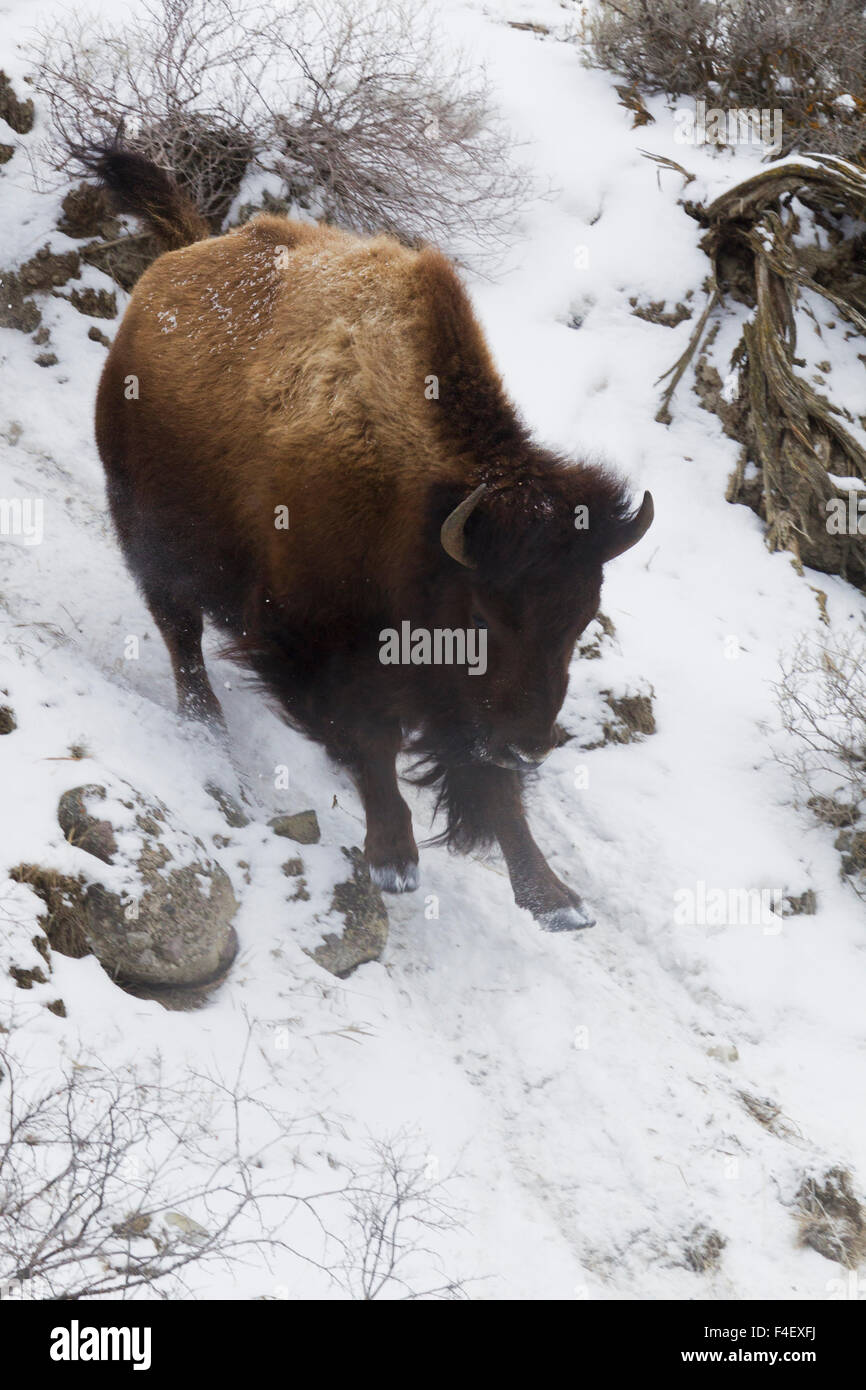Bison Snow Sliding Stock Photo - Alamy