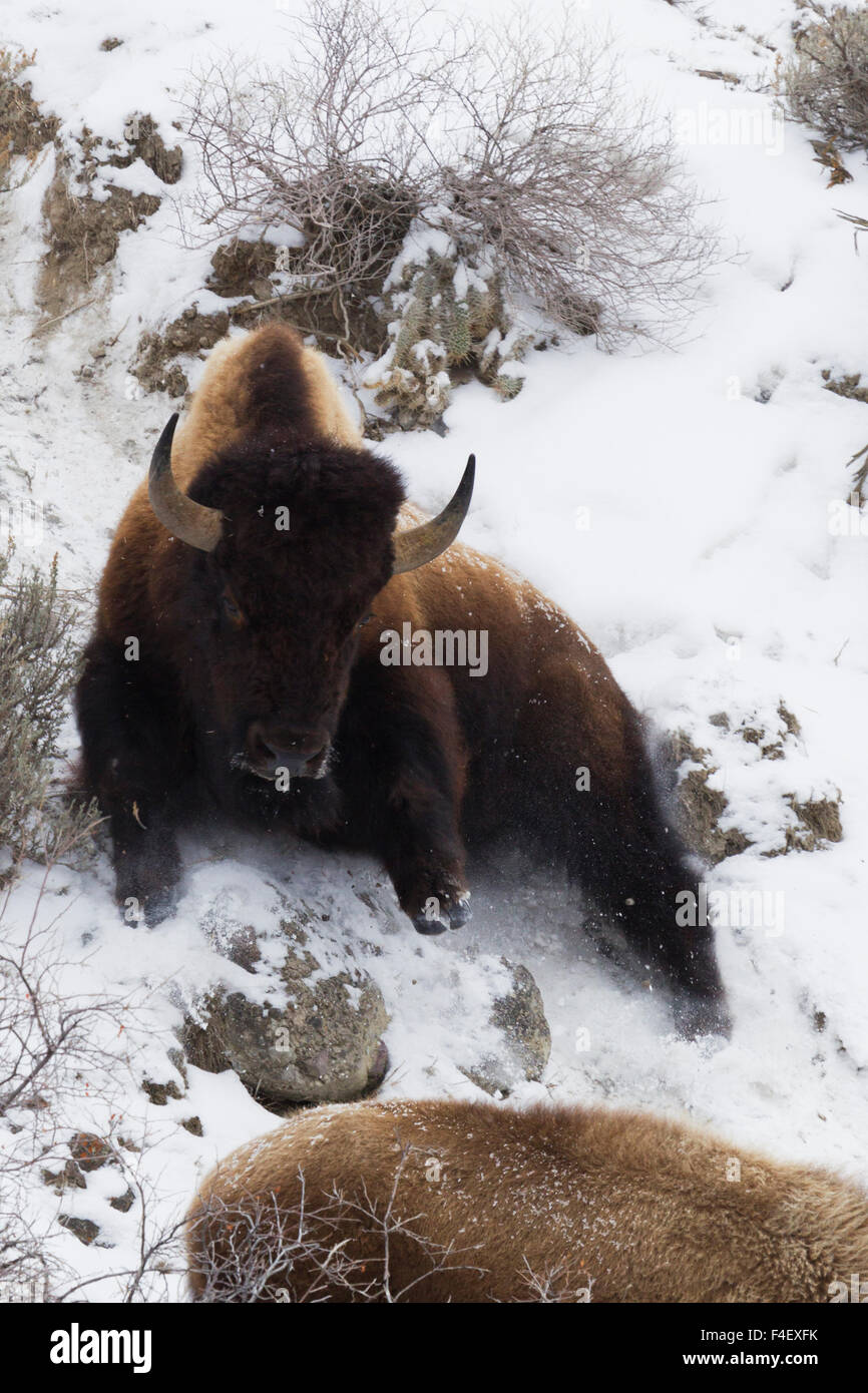 Bison Snow Sliding Stock Photo - Alamy