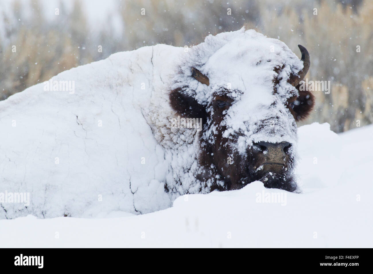 Bison Bull, winter coat Stock Photo - Alamy