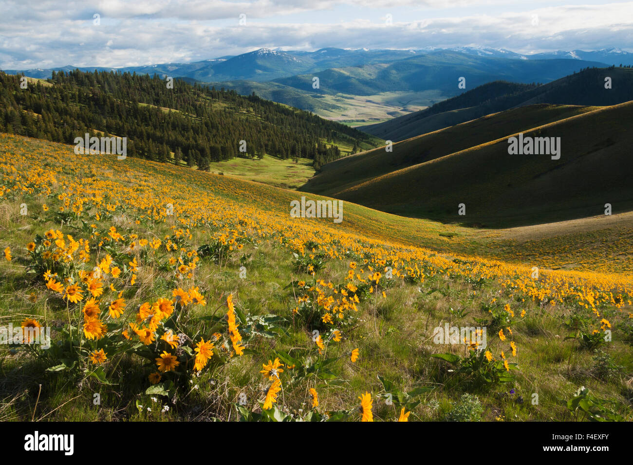 Bison Range, Montana Stock Photo - Alamy
