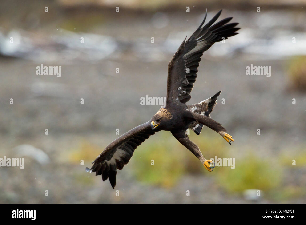 Golden Eagle in Flight Stock Photo - Alamy