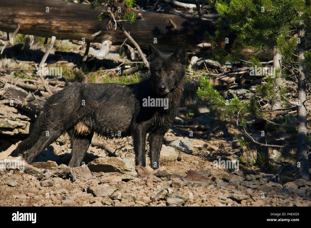 Gray Wolf, black phase Stock Photo - Alamy