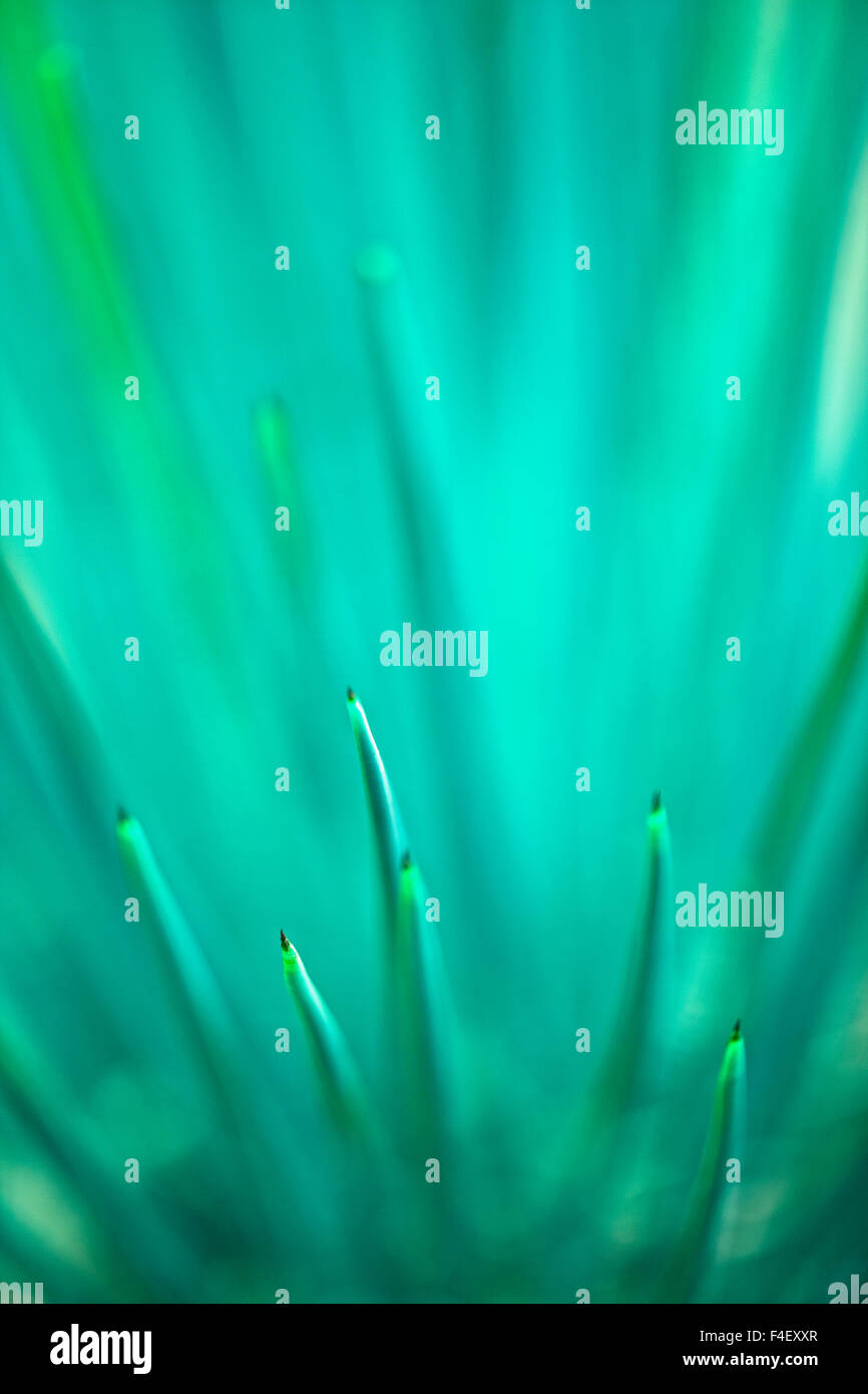 Spines on Agave Cactus, Las Vegas, Nevada, USA Stock Photo - Alamy