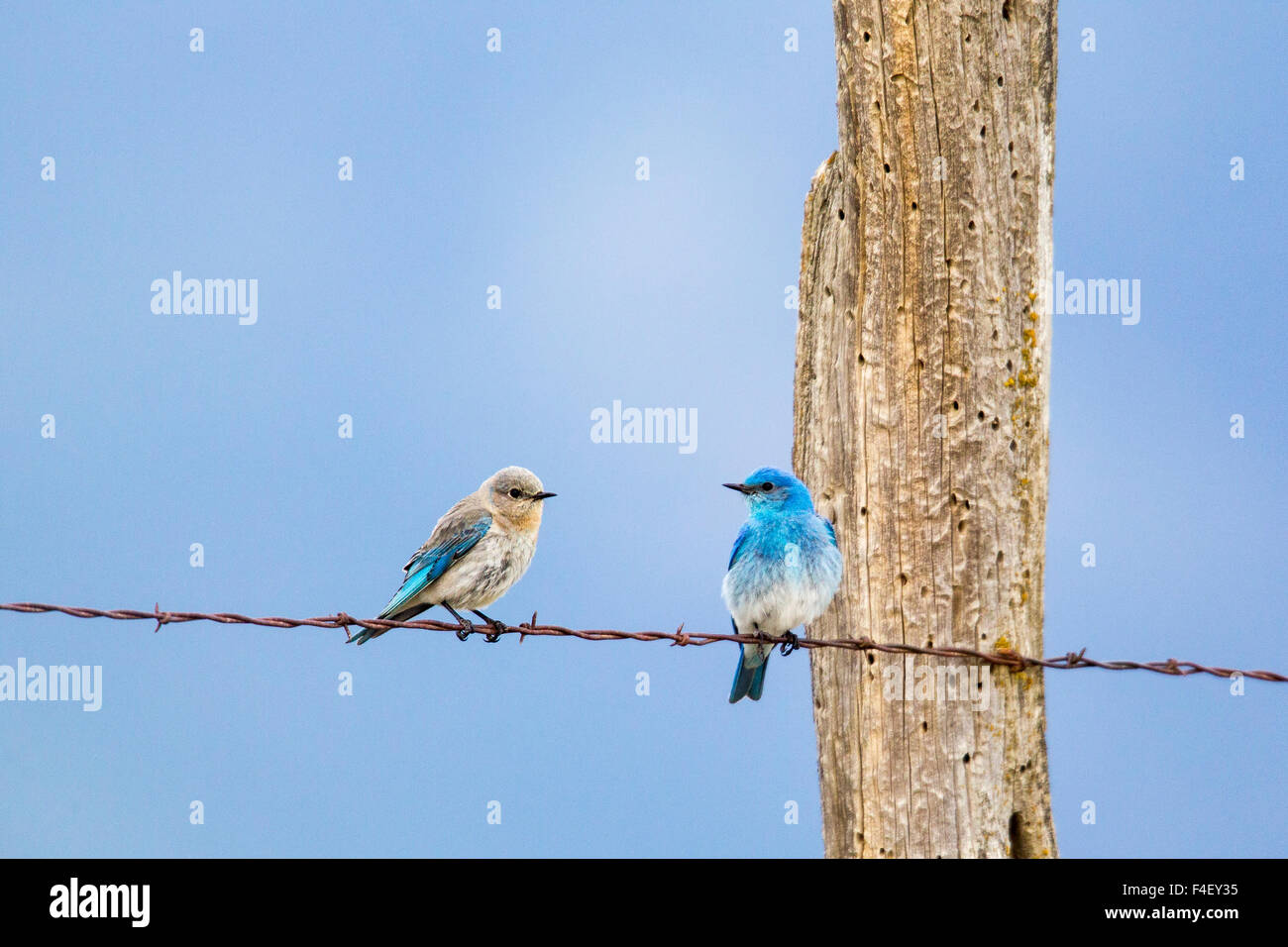 Mountain bluebirds hi-res stock photography and images - Alamy