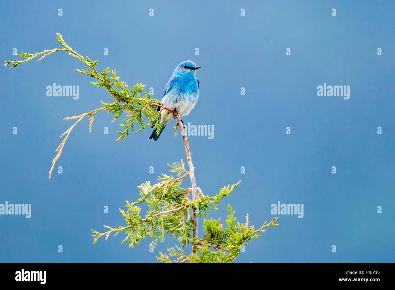 Male Mountain bluebird in the Mission Valley, Montana, USA Stock Photo ...