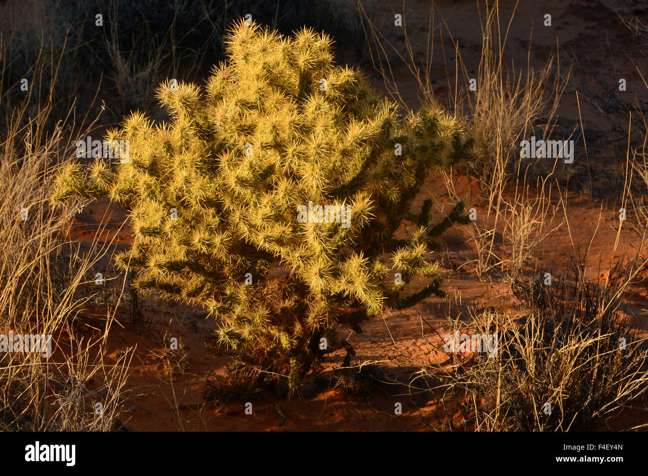 Cholla Cactus, Valley of Fire State Park, Nevada, USA Stock Photo - Alamy