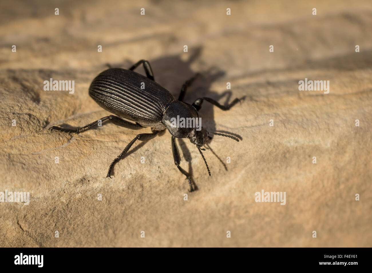 Darkling or ground beetle, Red Rock Canyon National Conservation Area ...