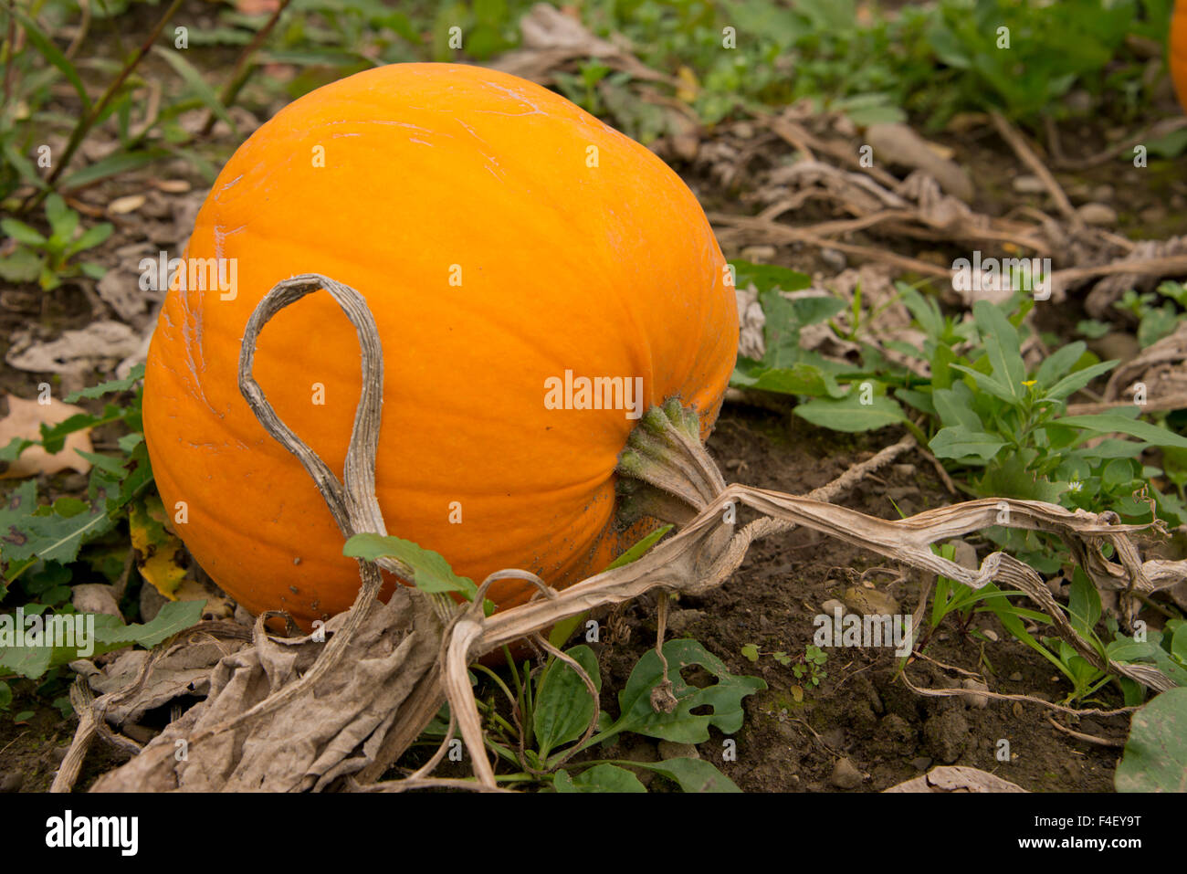New York, Cooperstown, Farmers Museum. Fall pumpkin patch. (Large ...