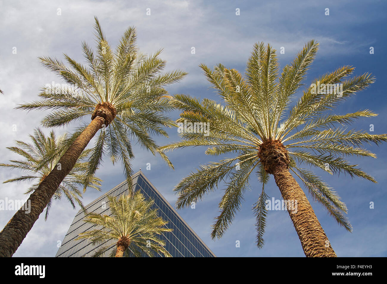 Looking up at palm trees, Las Vegas Strip, Nevada, United States, North ...