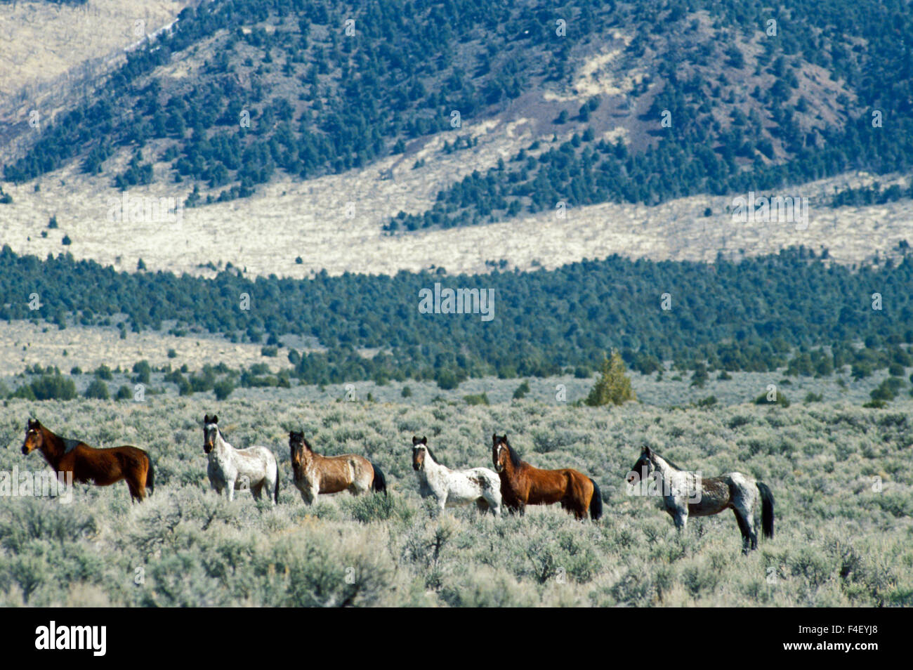 Sagebrush rangeland hi-res stock photography and images - Alamy