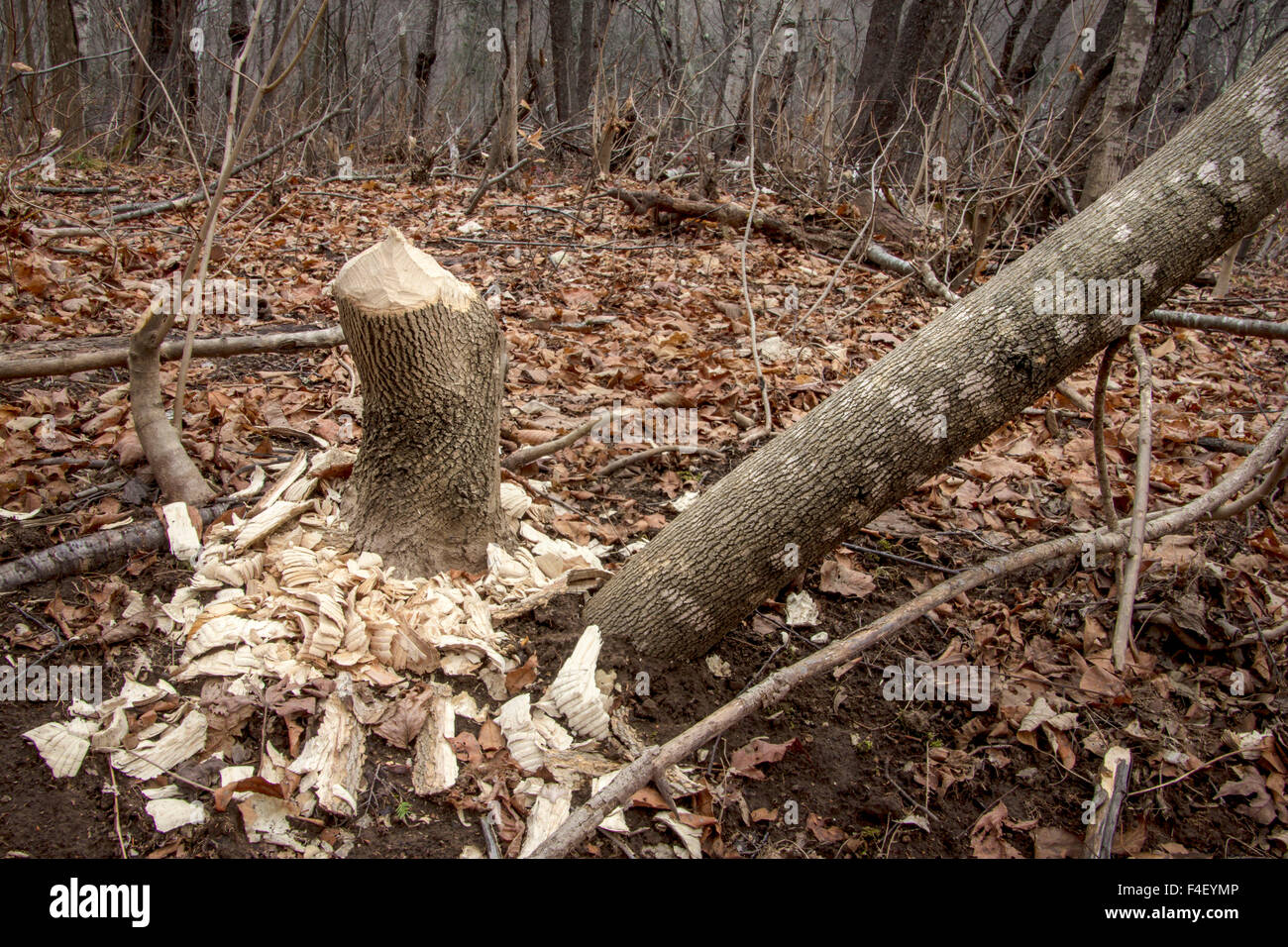 Beaver sign, late fall, White Mountains, New Hampshire Stock Photo - Alamy