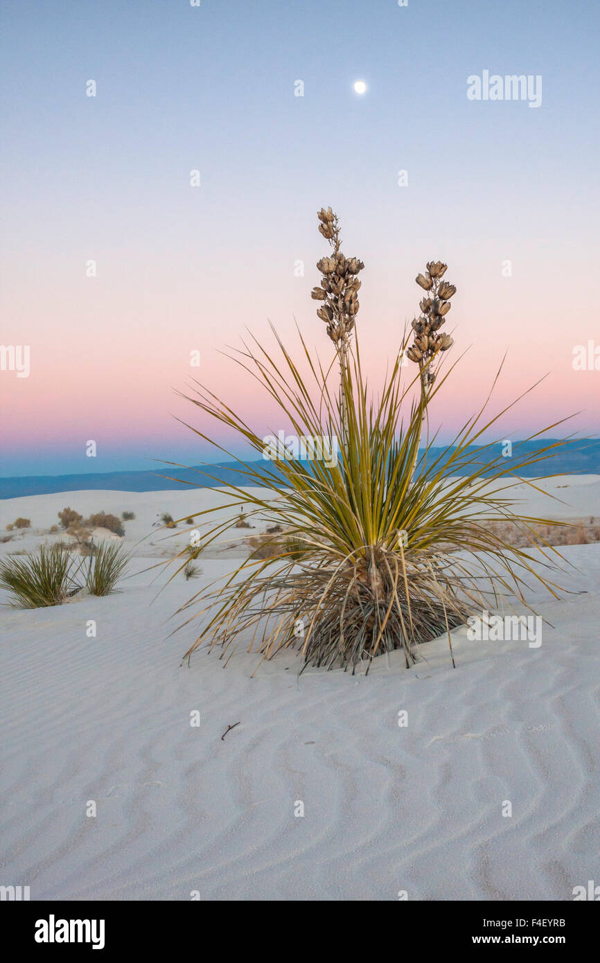 USA, New Mexico, White Sands National Monument. Moon over yucca plant ...
