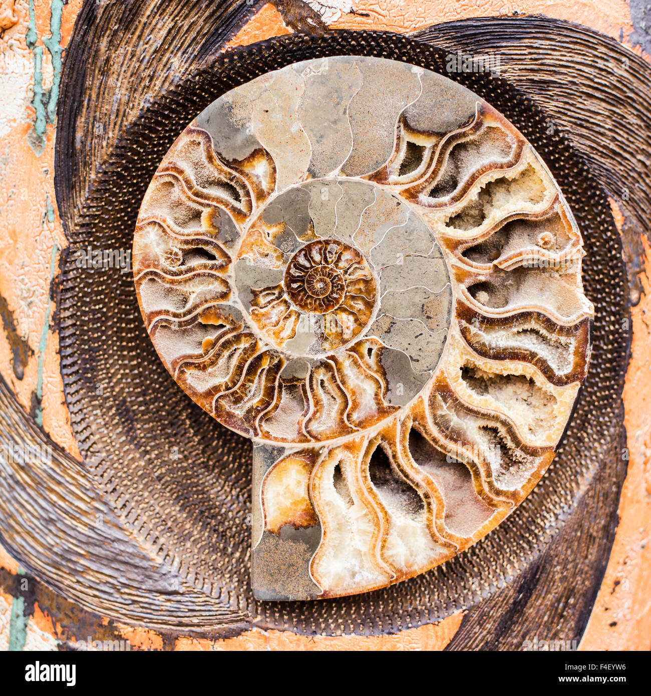 A fossilized shell cut in half. Santa Fe, New Mexico, USA. (Large ...