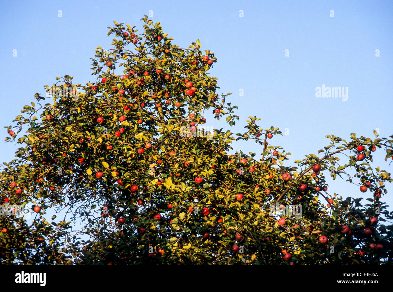 USA, New Jersey, Hunterdon, Mountainville, Applewood Farm, apple tree ...
