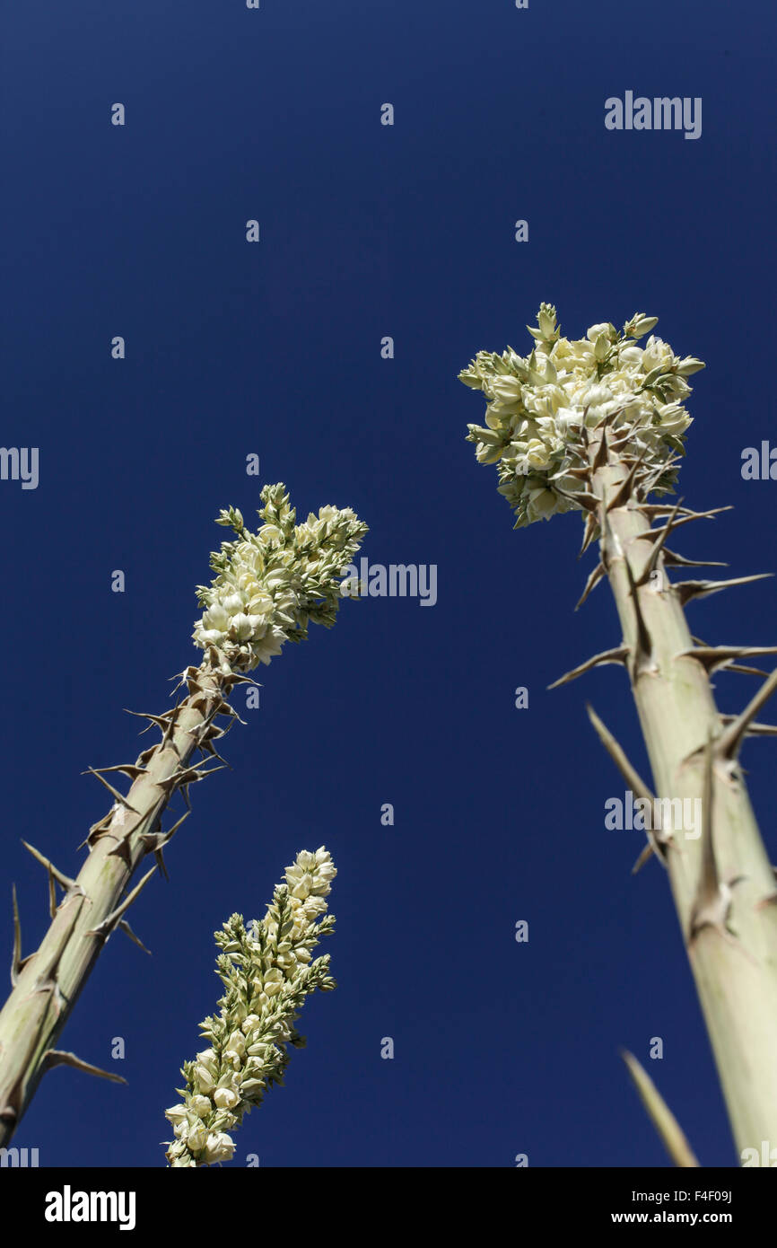 Rock City, New Mexico, USA. Yucca plant Stock Photo - Alamy