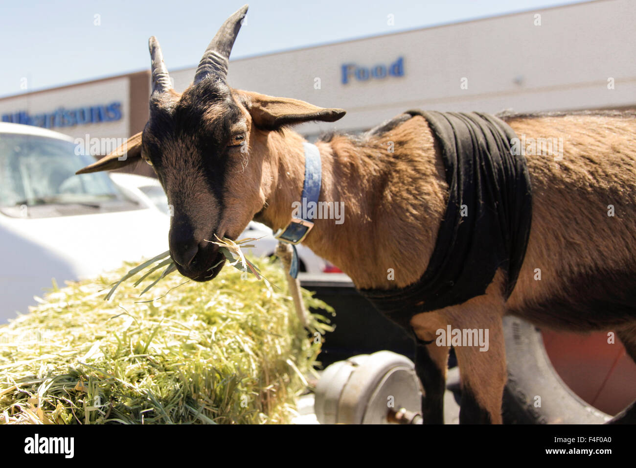 Goat truck hi-res stock photography and images - Alamy