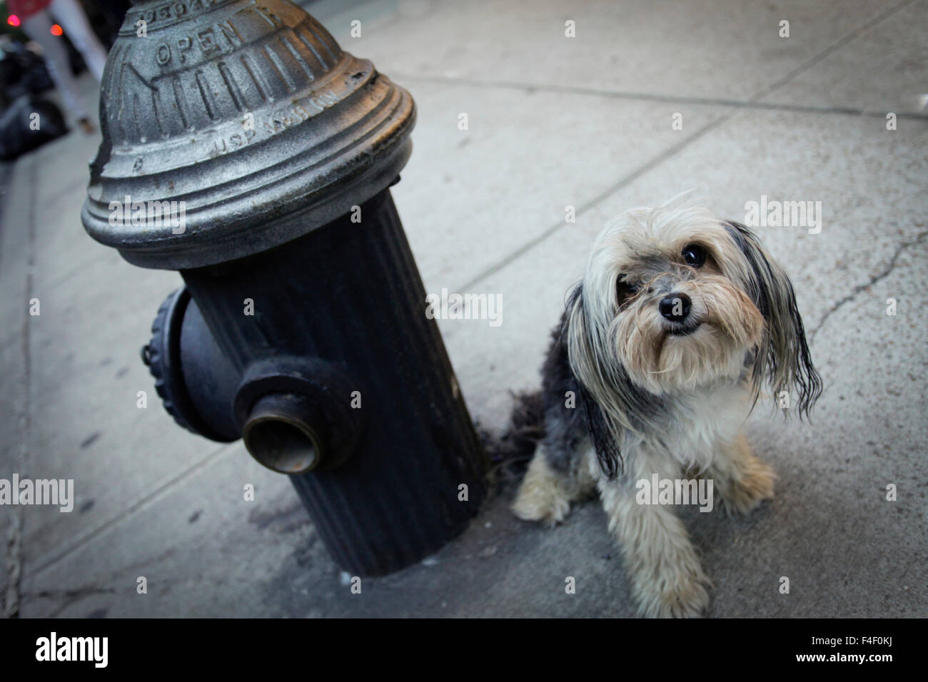 Fire hydrant dog hi-res stock photography and images - Alamy