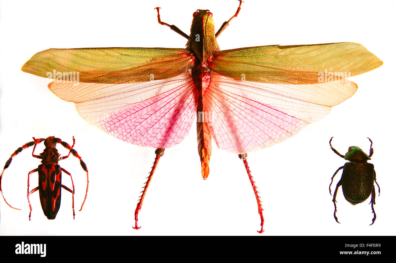 Collection of insects on display, Santa Fe, New Mexico. USA Stock Photo ...