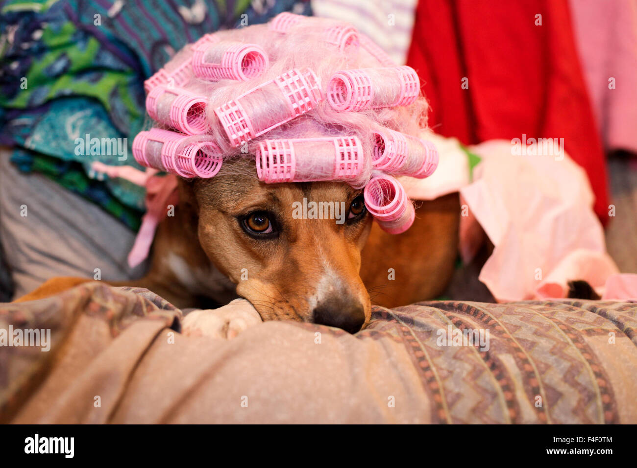 Dog Truth High Resolution Stock Photography and Images - Alamy