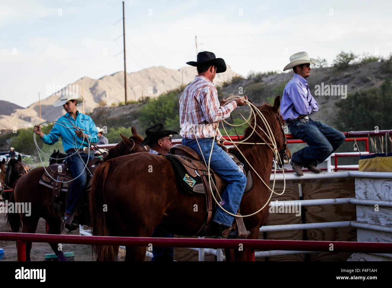 Wrangling cattle hi-res stock photography and images - Alamy