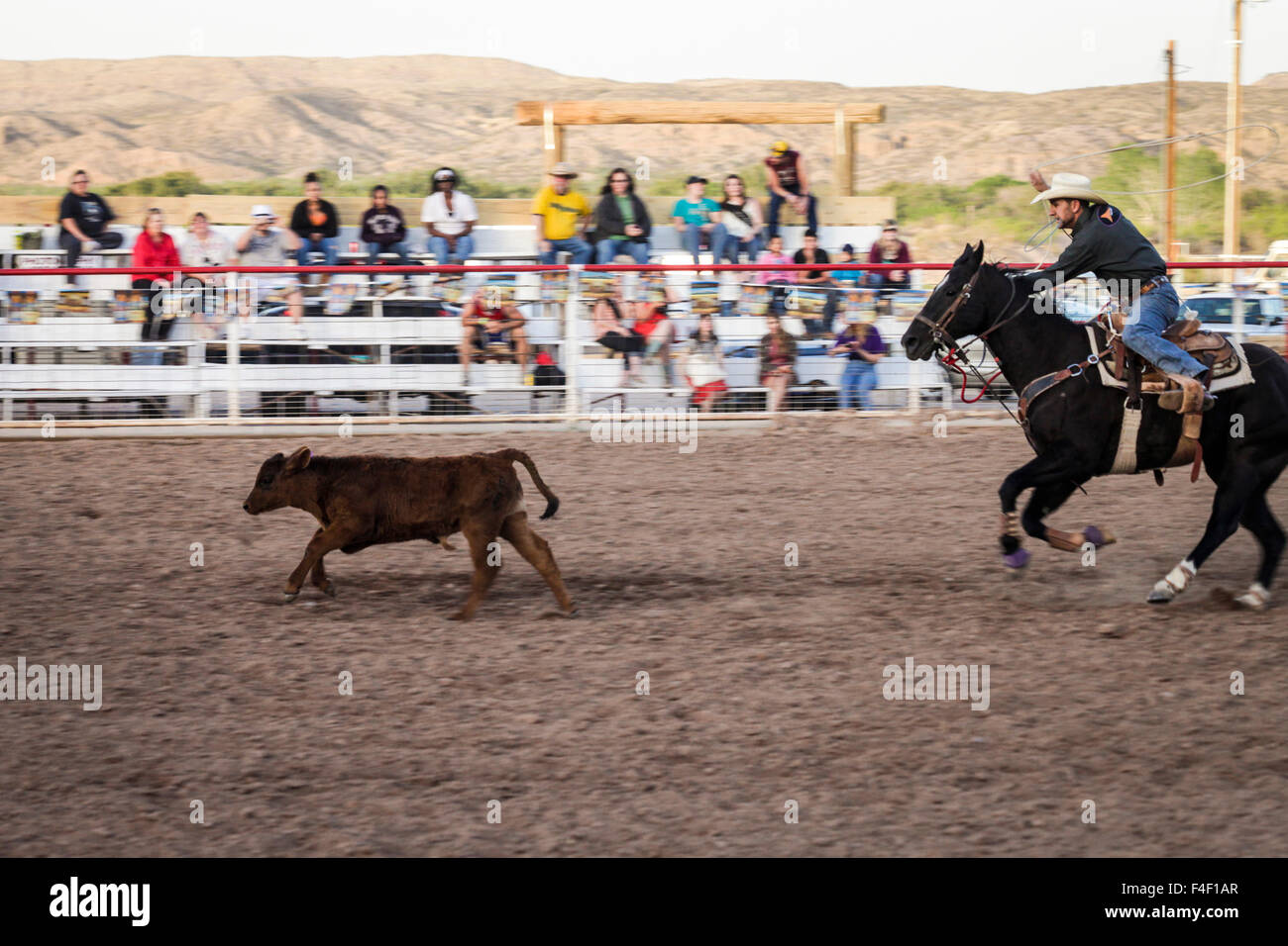 Calf wrangling hi-res stock photography and images - Alamy