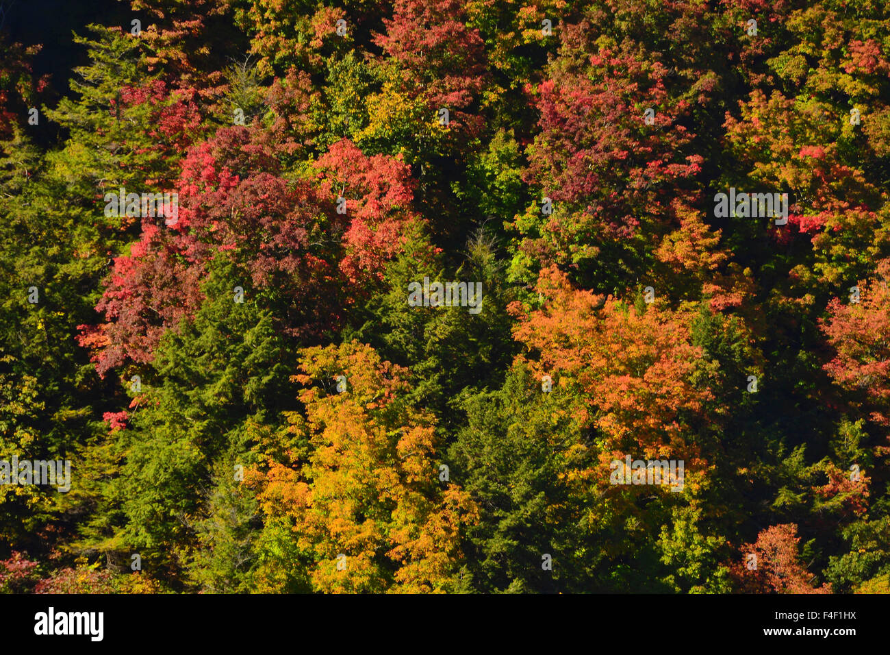 Fall colors at John Boyd Thatcher State Park, New York, USA Stock Photo ...