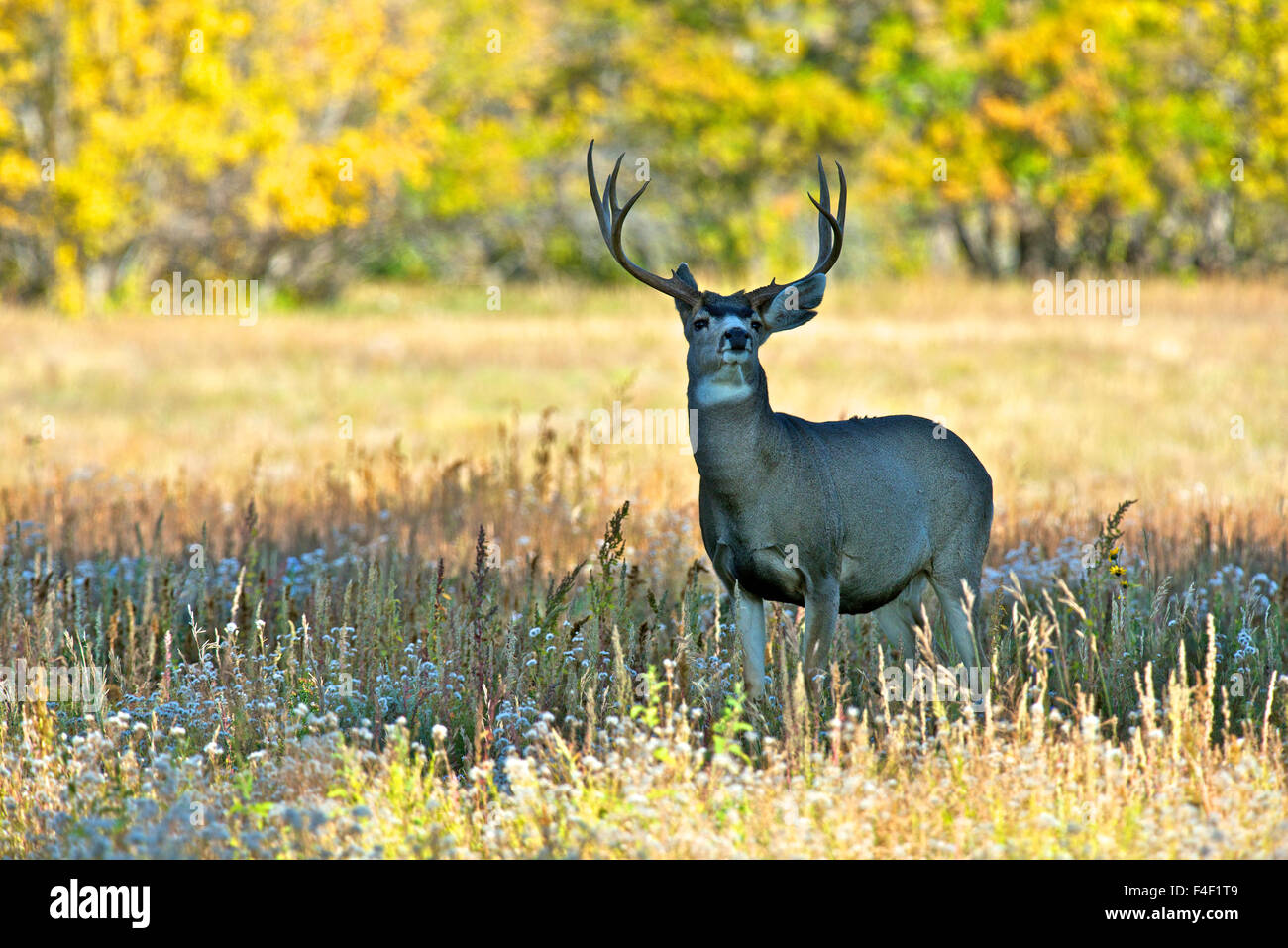 Mule deer buck (Odocoileus hemionus) still with a covering of velvet on ...
