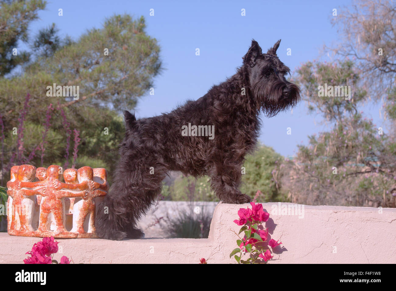 Mini Schnauzer Puppy standing on garden wall Stock Photo - Alamy