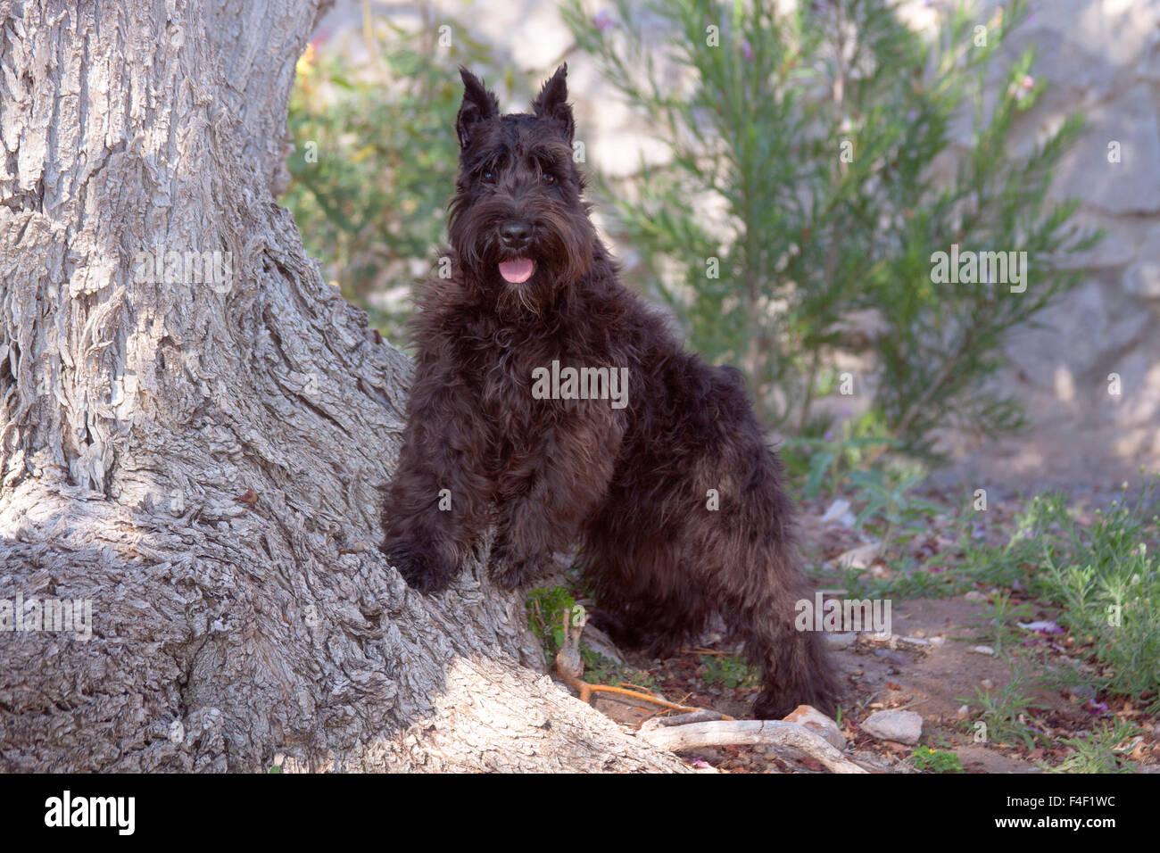 Mini Schnauzer Puppy at the foot of a tree Stock Photo - Alamy