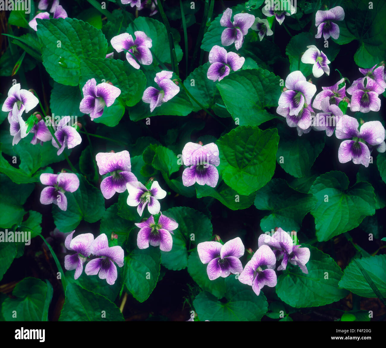 USA, North Carolina, Great Smoky Mountain National Park. Wildflowers in ...