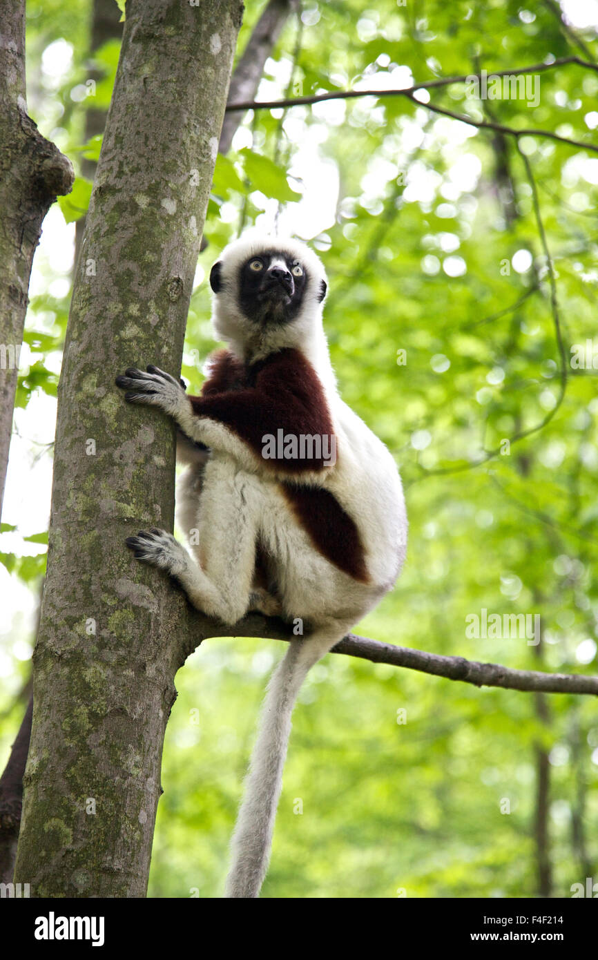 USA, North Carolina, Duke Lemur Center Coquerel's Sifaka. Captive Stock ...