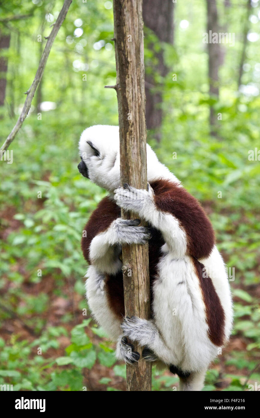USA, North Carolina, Duke Lemur Center Coquerel's Sifaka. Captive Stock ...