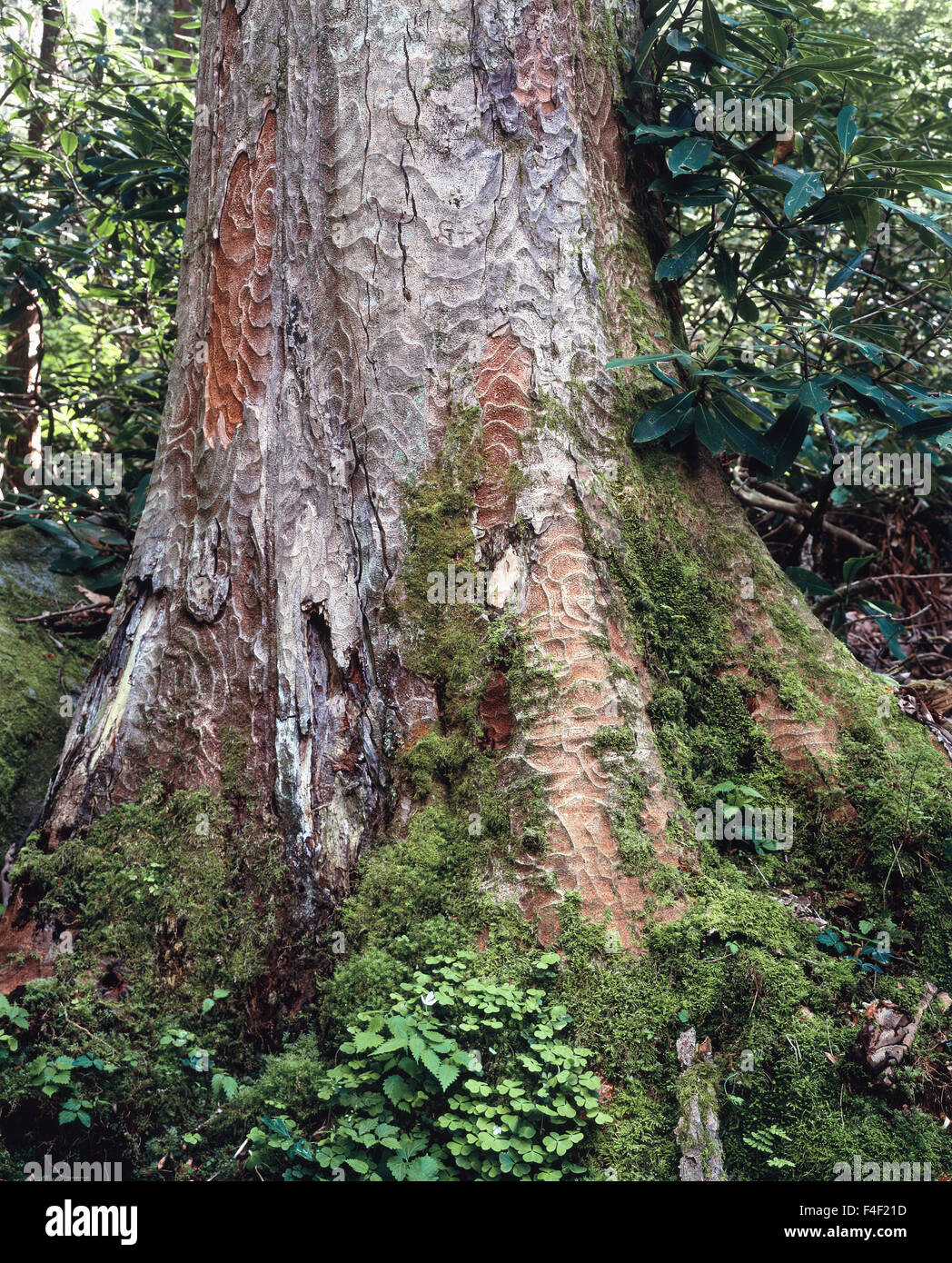 North Carolina, Great Smoky Mountains National Park, The trunk of a ...