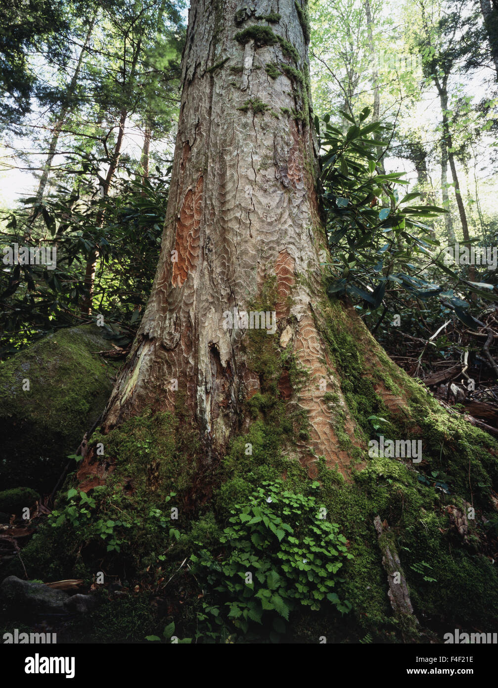 North Carolina, Great Smoky Mountains National Park, The trunk of a ...