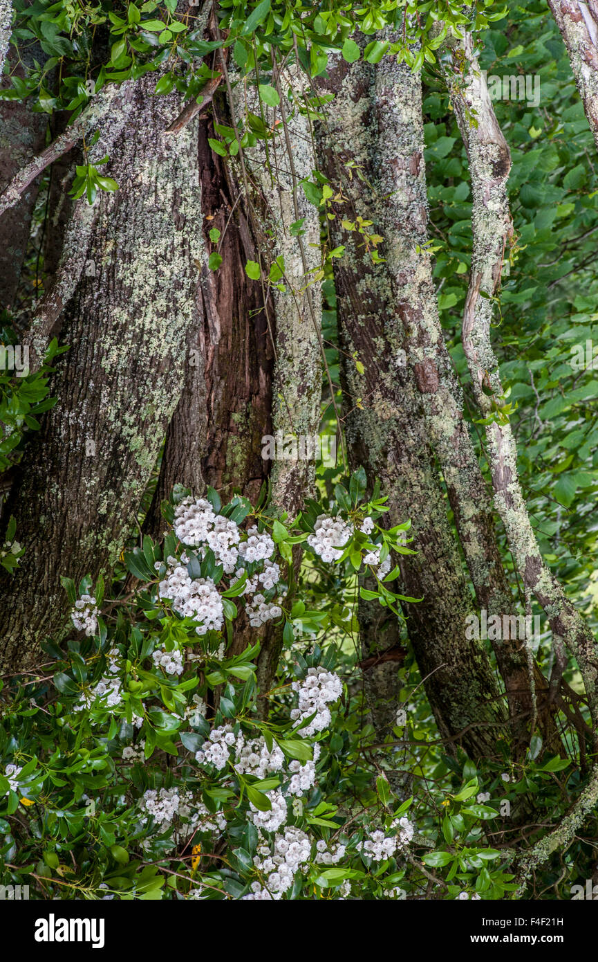 Mountain laurel blue ridge parkway hi-res stock photography and images ...