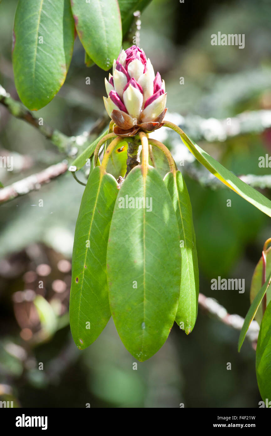 Catawba, Rhododendron blossom, Blue Ridge Parkway, North Carolina Stock ...