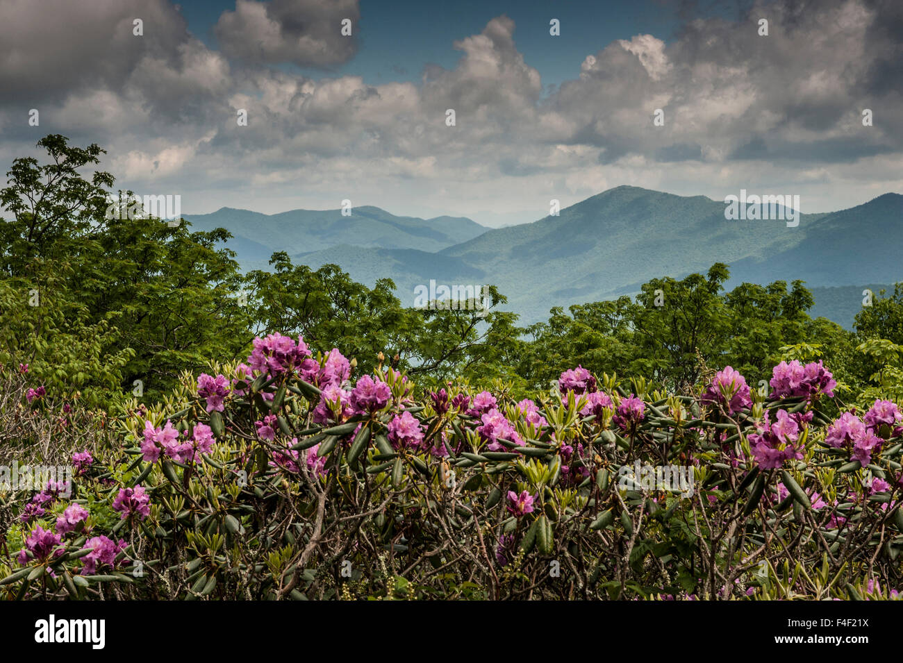 Rhododendron craggy gardens hi-res stock photography and images - Alamy