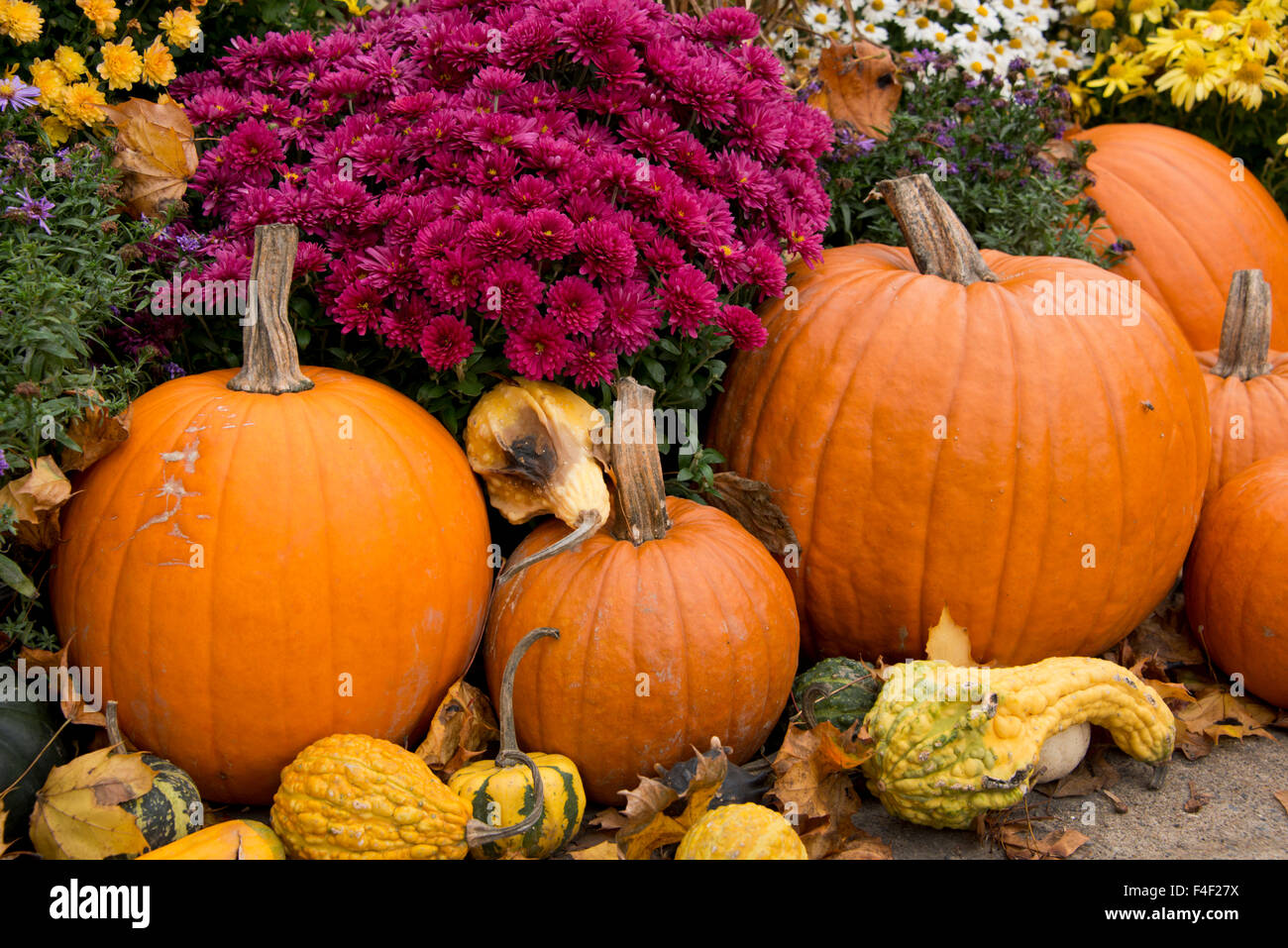 New York, Cooperstown, Farmers Museum. Colorful fall decorative pumpkin ...