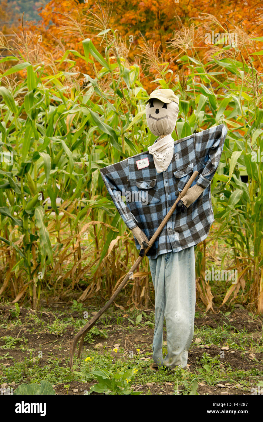 New York, Cooperstown, Farmers Museum. Fall cornfield with scarecrow ...