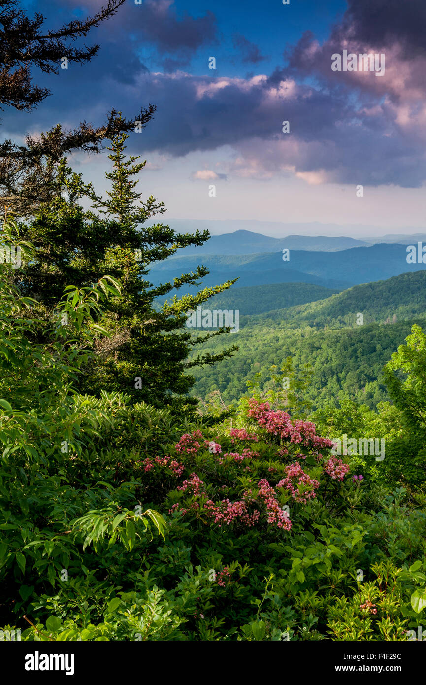 Mountain laurel blue ridge parkway hi-res stock photography and images ...