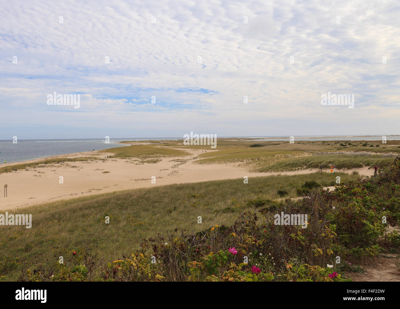 Beach dunes in summer in Chatham, Massachusetts on Cape Cod Stock Photo ...