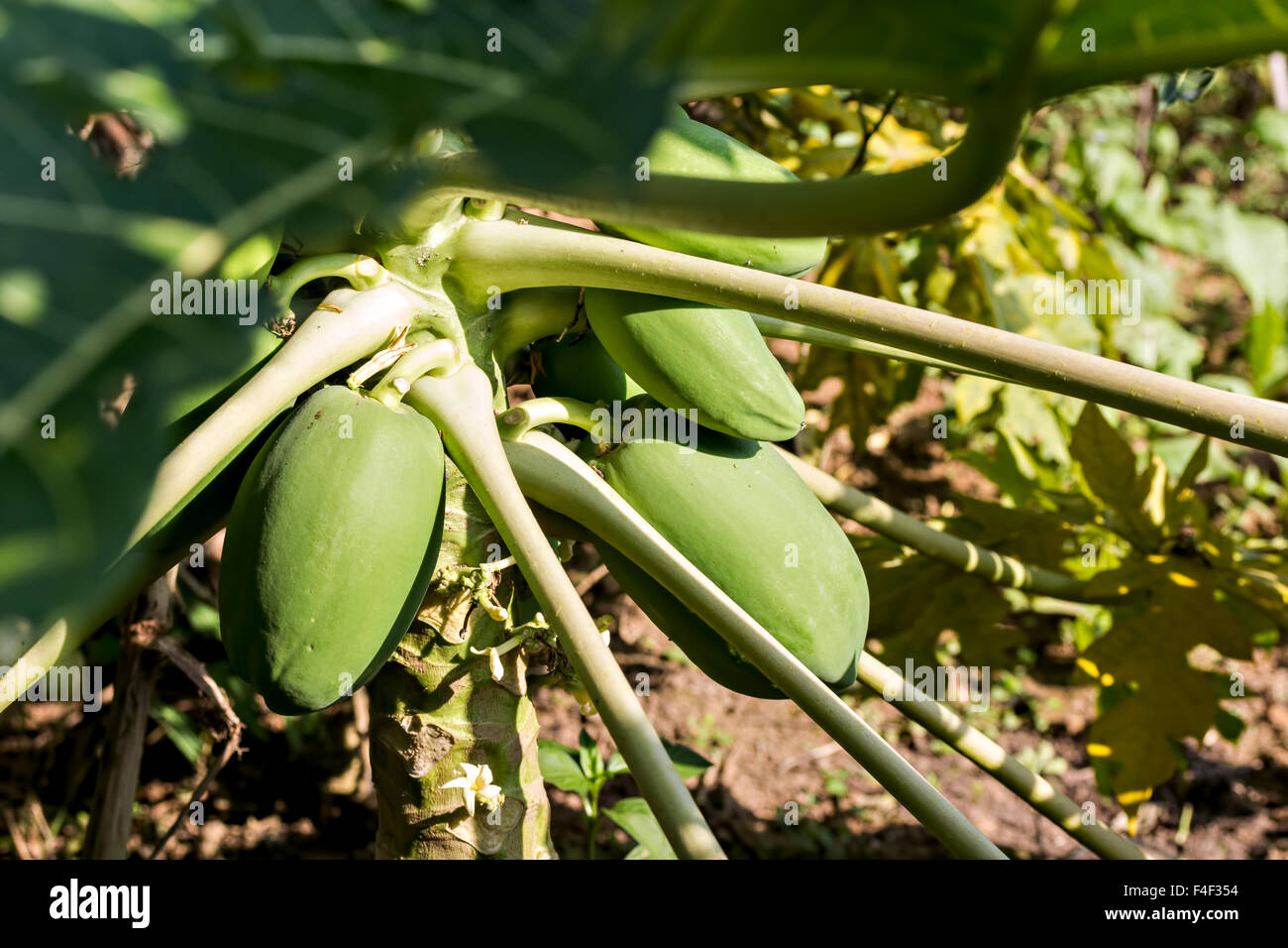 green unripe organic papaya (Carica papaya )in a farm Stock Photo - Alamy