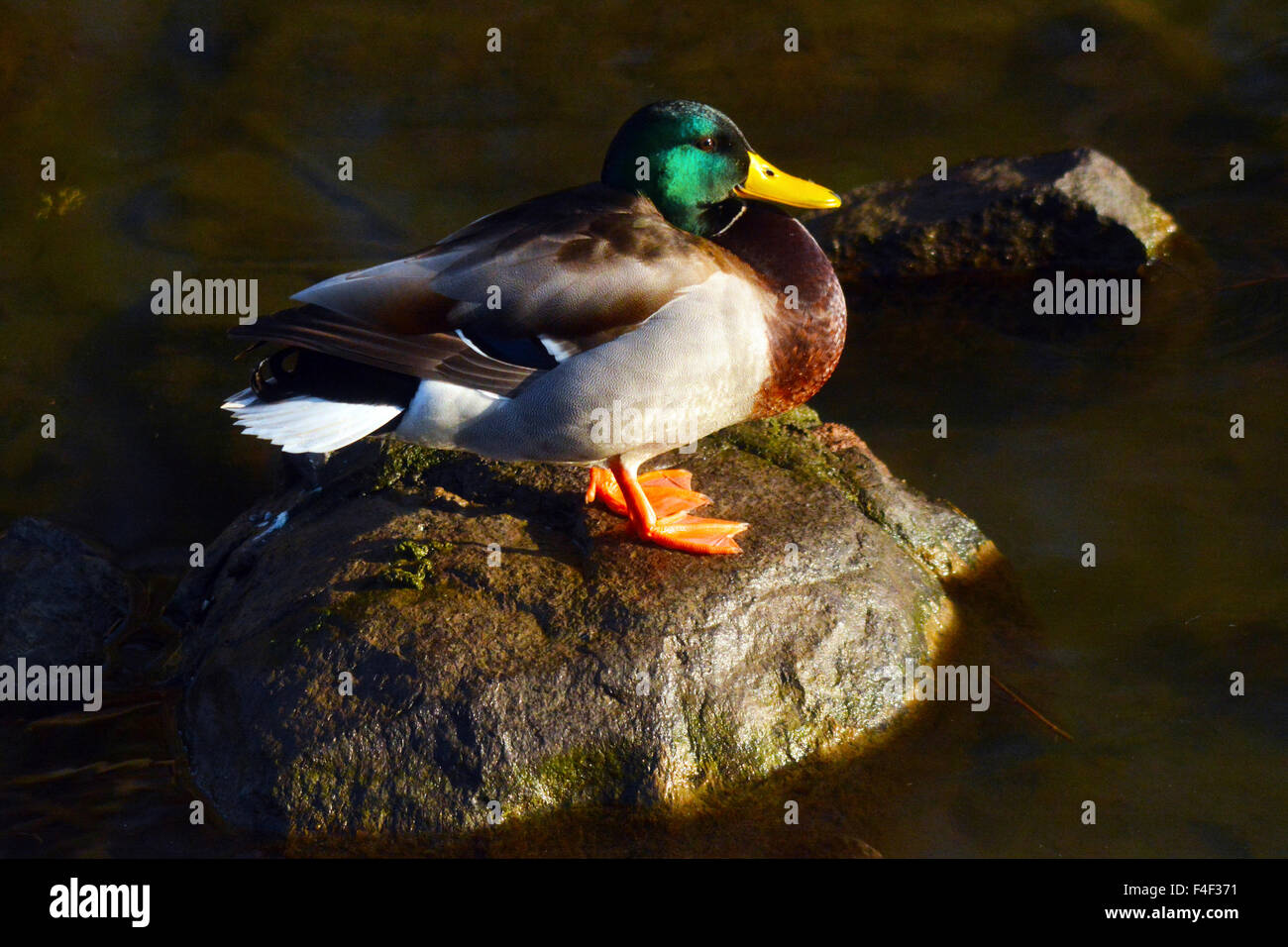 Male Mallard on Rock, Commonwealth Lake Park, Beaverton, Oregon, USA ...