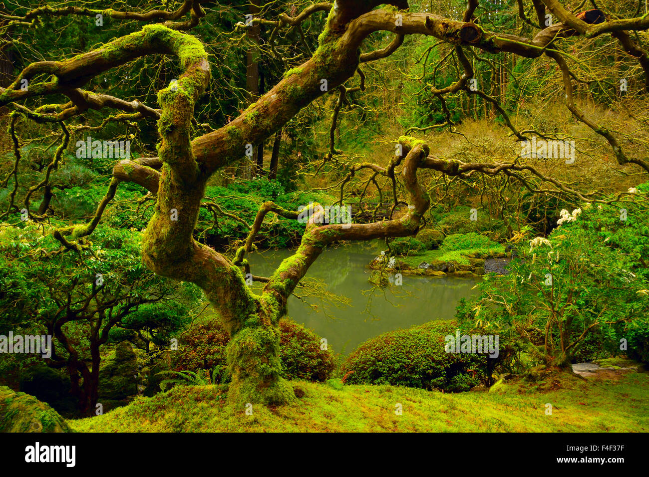 Moss covered, Japanese Maple, Portland Japanese garden,, Portland ...