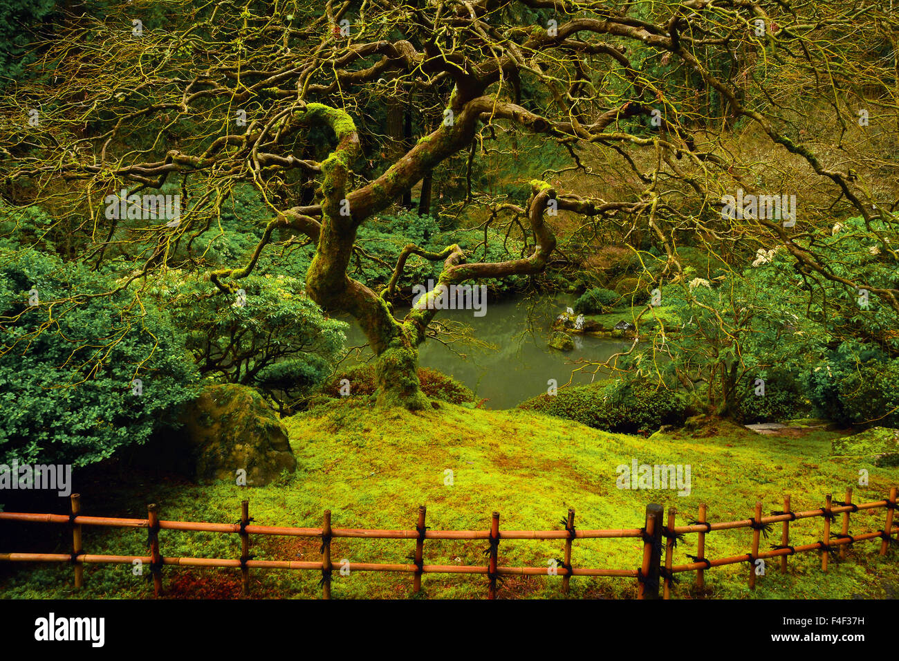 Moss covered, Japanese Maple, Portland Japanese garden,, Portland ...