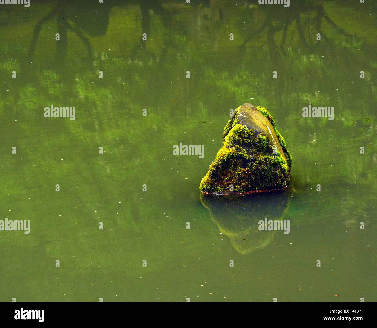 Moss covered, Rock, Portland Japanese garden, Portland, Oregon, USA (PR ...